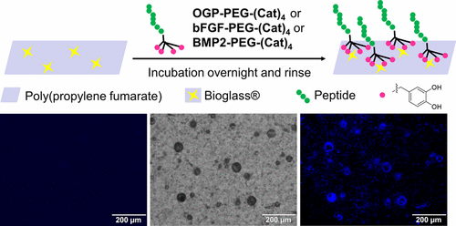 Modification of Poly(propylene fumarate)–Bioglass Composites with ...