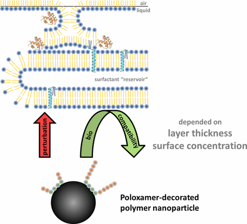 Poloxamer-Decorated Polymer Nanoparticles for Lung Surfactant ...