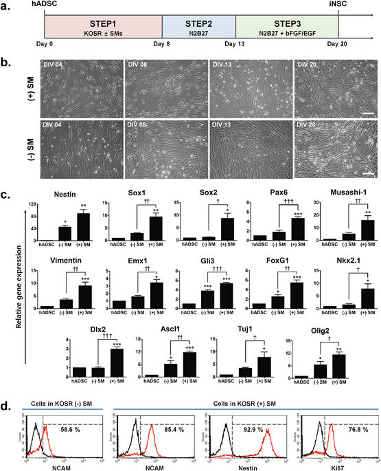 Small molecule-based lineage switch of human adipose-derived stem cells into neural stem cells ...