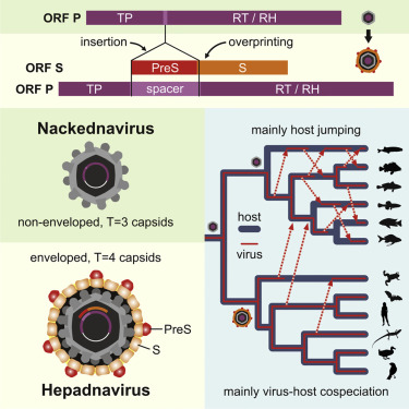 Deciphering the Origin and Evolution of Hepatitis B Viruses by Means of ...