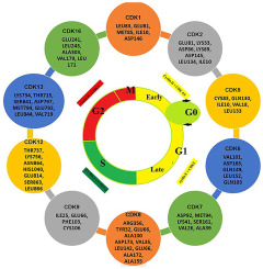 Structural insights of cyclin dependent kinases: Implications in design ...