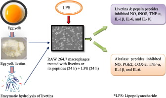 Anti-inflammatory effects of egg yolk livetins (α, β, and γ-livetin ...