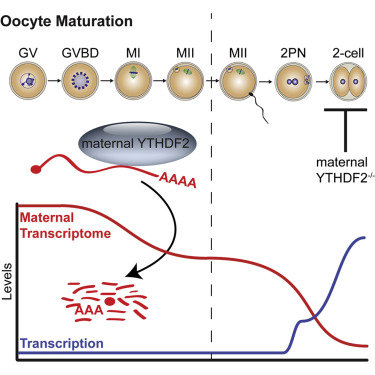 The RNA m6A Reader YTHDF2 Is Essential for the Post-transcriptional ...
