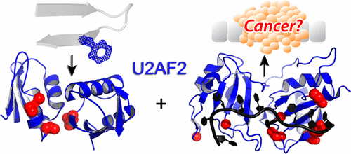 U2AF2 RNA识别母题的高分辨率结构上映射的癌症相关的突变。,Biochemistry - X-MOL