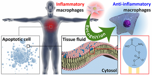 Apoptotic Cell Membrane Inspired Polymer For Immunosuppression ACS 