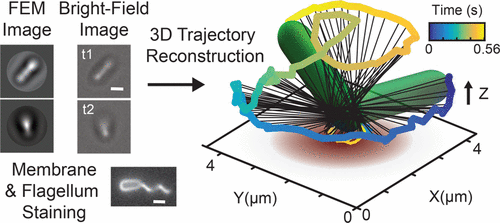 细菌表面运动性的高速“ 4D”计算显微镜,ACS Nano - X-MOL