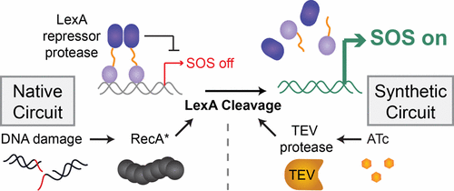 A Small-Molecule Inducible Synthetic Circuit for Control of the SOS ...