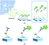 High-purity capture and release of circulating exosomes using an ...