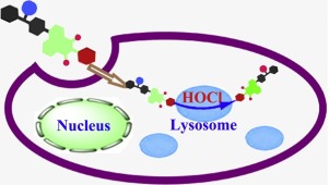 Two-photon fluorescent probe for lysosome-targetable hypochlorous acid ...
