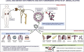 Effects of Klotho on fibrosis and cancer: A renal focus on mechanisms ...