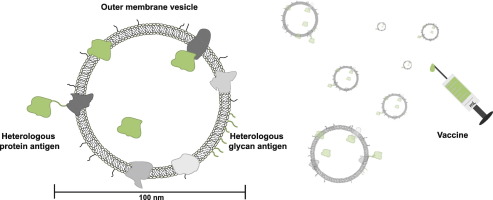 Bioengineering bacterial outer membrane vesicles as vaccine platform ...