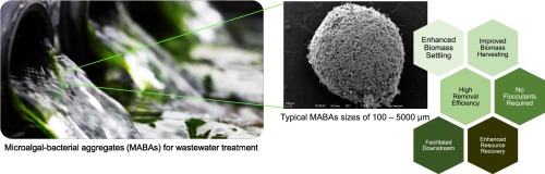 Microalgal-bacterial aggregates: Applications and perspectives for ...