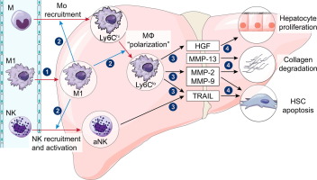 Cytotherapy with M1-polarized macrophages ameliorates liver fibrosis by ...