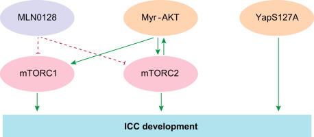 Pan-mTOR抑制剂MLN0128对AKT和Yap共表达诱导的小鼠肝内胆管癌有效,Journal of Hepatology - X-MOL