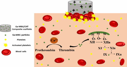新型含镓介孔生物活性玻璃/壳聚糖复合支架作为止血剂的效力和细胞毒性。,ACS Applied Materials & Interfaces - X-MOL