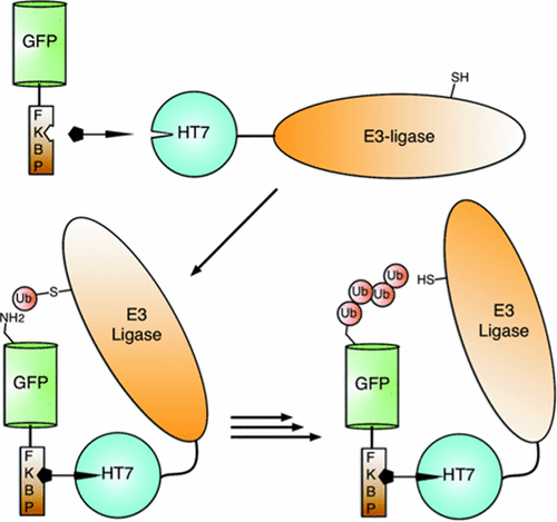 评估不同的E3利加斯用于小分子诱导的蛋白质泛素化和降解,ACS Chemical Biology - X-MOL