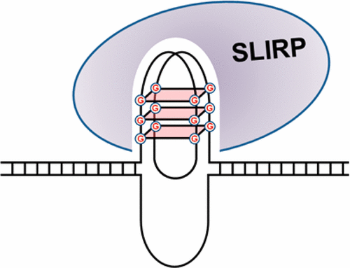 Identification of SLIRP as a G Quadruplex-Binding Protein,Journal of ...