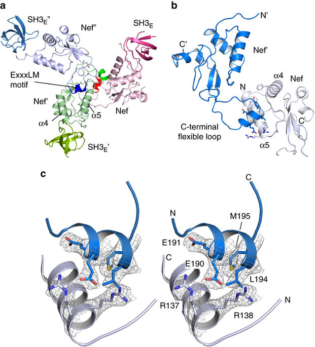Endocytic sorting motif interactions involved in Nef-mediated ...