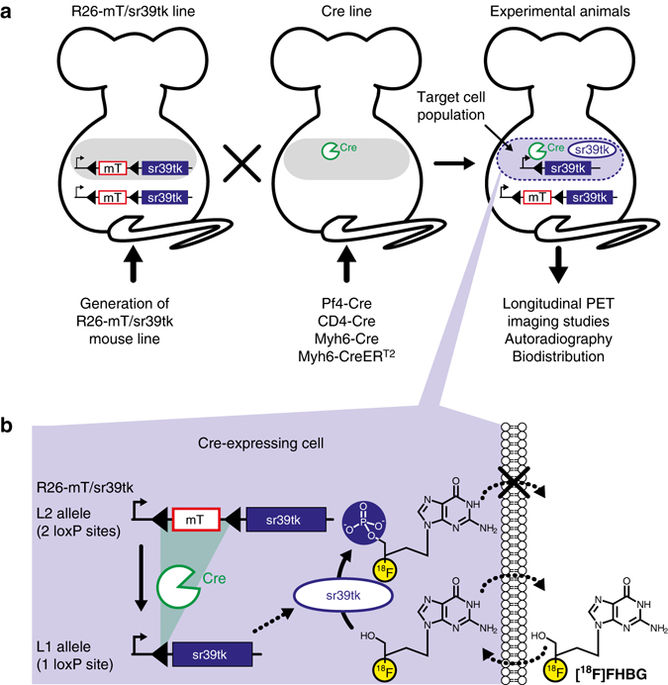 Cre/lox-assisted non-invasive in vivo tracking of specific cell ...