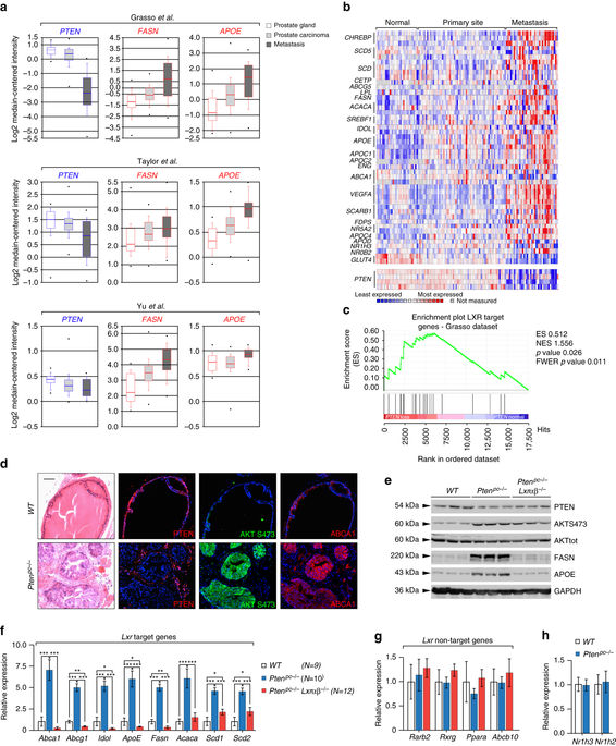 肝脏 X 受体限制 PTEN 缺陷型前列腺癌的肿瘤发展和转移播散。,Nature Communications - X-MOL