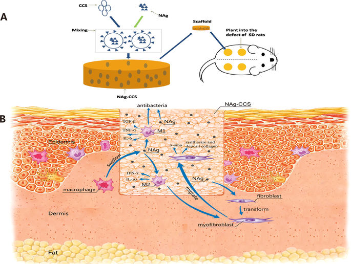 Silver nanoparticle loaded collagen/chitosan scaffolds promote wound ...