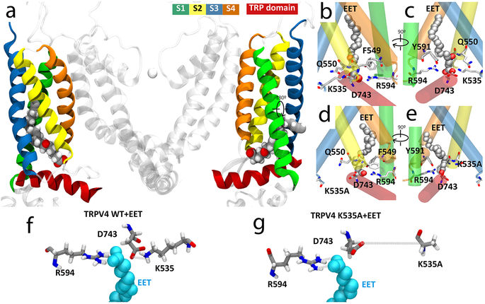 5'，6'-环氧二十碳三烯酸与TRPV4通道结合和激活的结构决定因素。,Scientific Reports - X-MOL