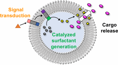 Triggered Release from Lipid Bilayer Vesicles by an Artificial ...