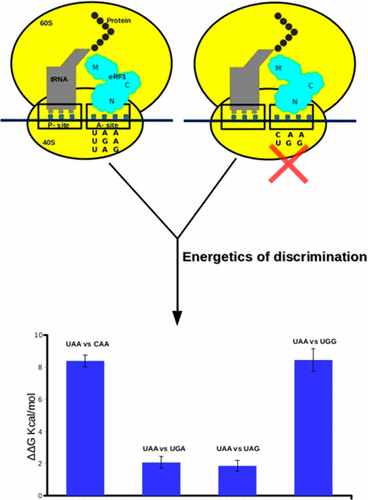 Structure-Based Energetics of Stop Codon Recognition by Eukaryotic ...