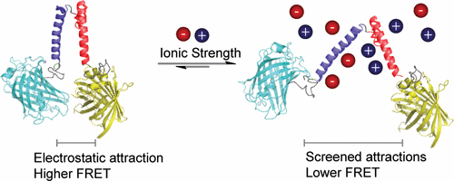 活细胞中的离子强度传感,ACS Chemical Biology - X-MOL
