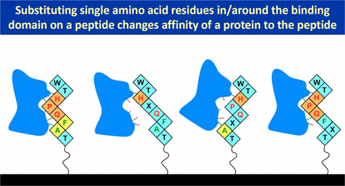 Single Amino Acid Substitution In The Vicinity Of A Receptor Binding