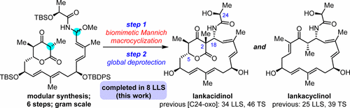 Biomimetic Synthesis of Lankacidin Antibiotics,Journal of the American ...