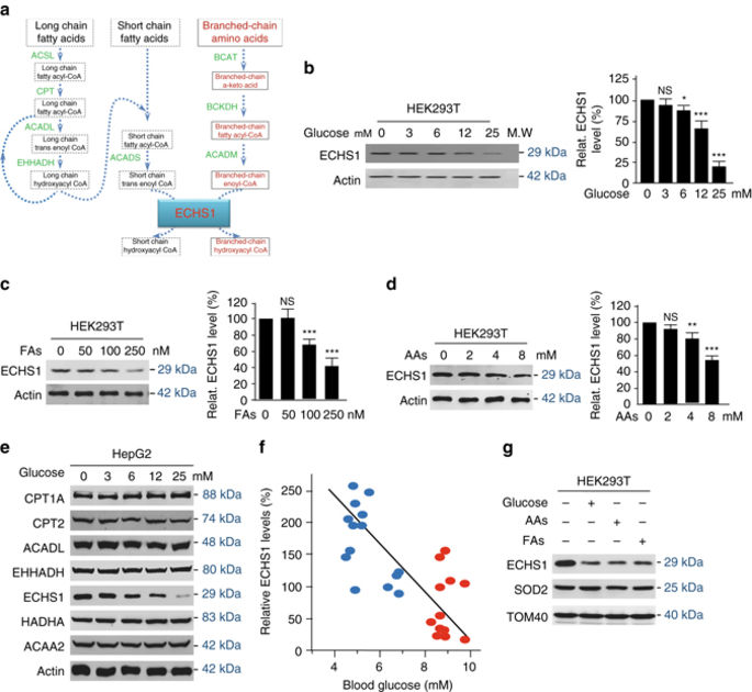 Enoyl-CoA Hydratase-1 通过感应营养物质来调节 mTOR 信号传导和细胞凋亡。,Nature Communications ...