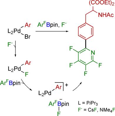 Suzuki–Miyaura Cross-Coupling Reactions of Highly Fluorinated ...