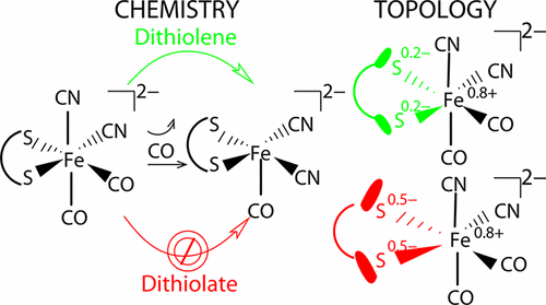 Understanding the CO Dissociation in [Fe(CN)2(CO)2(dithiolate)]2 ...