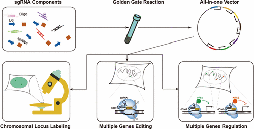 多重sgRNA表达可实现通用的单个非重复性DNA标记和内源基因调节,ACS Synthetic Biology - X-MOL