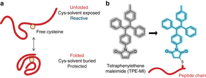 A thiol probe for measuring unfolded protein load and proteostasis in ...