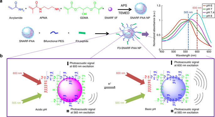 In vivo quantitative imaging of tumor pH by nanosonophore assisted ...