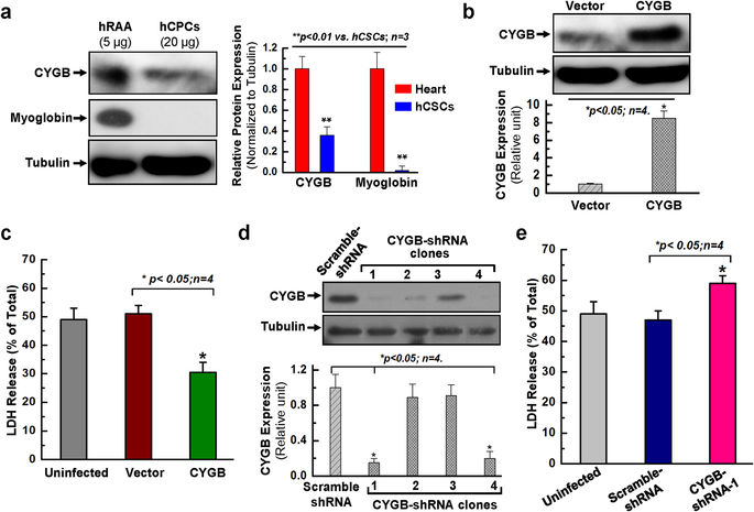 细胞色素通过上调NFκB/ iNOS信号通路和一氧化氮的产生来促进心脏祖细胞抵抗氧化应激的存活。,Scientific Reports - X-MOL