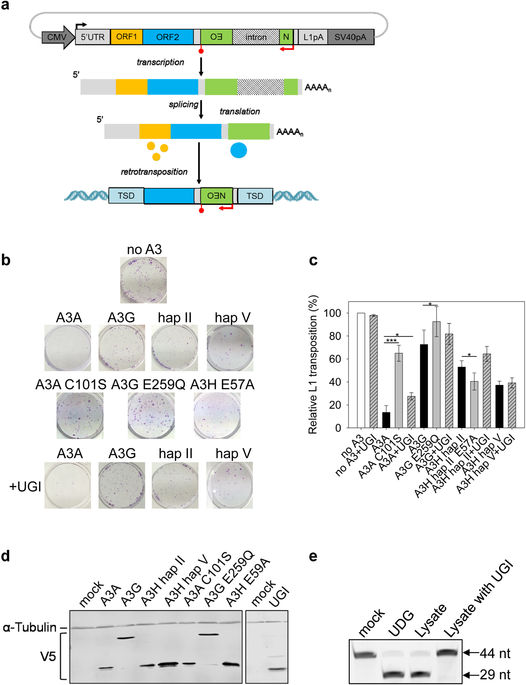Deamination-independent restriction of LINE-1 retrotransposition by ...