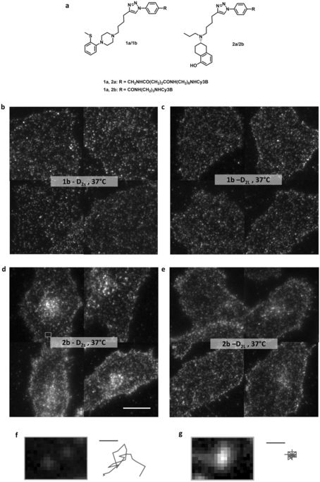 Visualization of ligand-induced dopamine D2S and D2L receptor ...