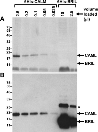 The osteogenic cell surface marker BRIL/IFITM5 is dispensable for bone ...