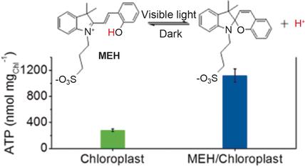 Enhanced Photophosphorylation of a Chloroplast-Entrapping Long-Lived ...