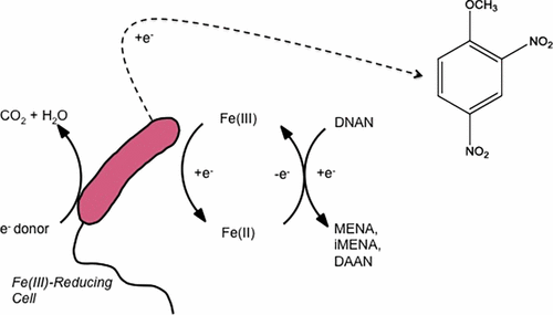 Iron and Electron Shuttle Mediated (Bio)degradation of 2,4 ...