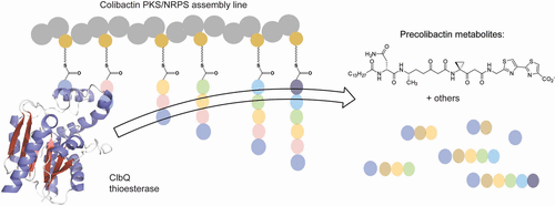 Structure and Functional Analysis of ClbQ, an Unusual Intermediate ...
