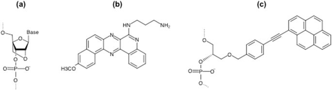 LNA 对 DNA 结合和构象的影响：从单链到双链体和三链体结构。,Scientific Reports - X-MOL