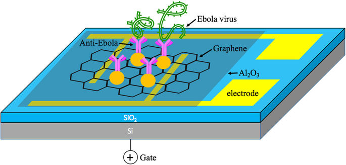 Field-Effect Transistor Biosensor for Rapid Detection of Ebola Antigen.,Scientific Reports - X-MOL