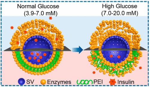 Glucose-Responsive Nanosystem Mimicking the Physiological Insulin ...