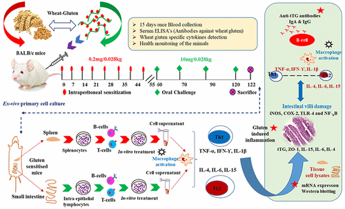 BALB / c鼠模型中延长小麦麸质敏化作用诱导的抗原特异性肠道炎症和全身免疫反应,Journal of Proteome Research ...