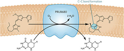 Oxidative cyclization of prodigiosin by an alkylglycerol monooxygenase ...
