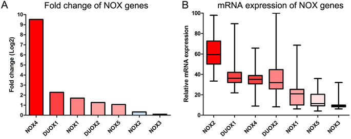 Gene expression of NOX family members and their clinical significance ...